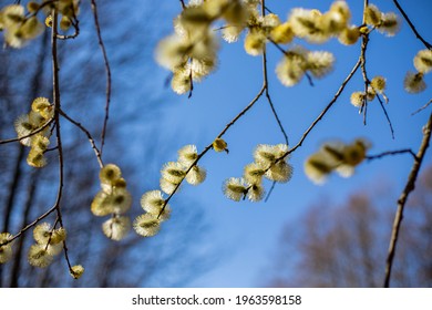 Sallow Tree Full Spring Bloom Stock Photo 1963598158 | Shutterstock