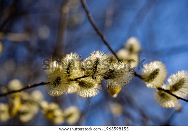 Sallow Tree Full Spring Bloom Stock Photo 1963598155 | Shutterstock