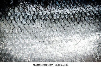 11,403 Scale salmon Images, Stock Photos & Vectors | Shutterstock