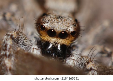 Salticidae Spider Devouring Moth Stock Photo 2184165331 | Shutterstock