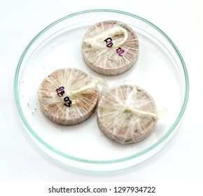 Sand Samples Analysis Laboratory Stock Photo 1297934722 | Shutterstock