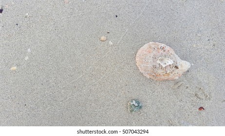 Sand Shell On Beach Background Stock Photo 507043294 | Shutterstock