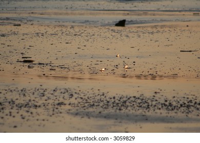 55 Watermark sea shells Images, Stock Photos & Vectors | Shutterstock