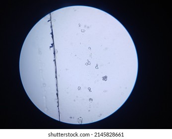 643 Sugar microscope image Images, Stock Photos & Vectors | Shutterstock