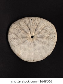 Sanddollar Images, Stock Photos & Vectors | Shutterstock