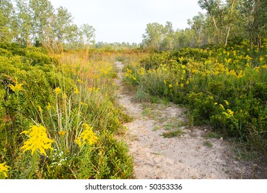 Sandy Beach Plants And Walking PPT template 36 | CrystalGraphics