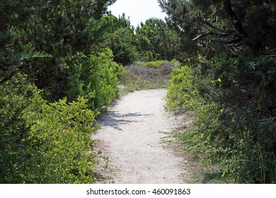 Sandy Path Beach Through Trees Bushes Stock Photo 460091863 | Shutterstock