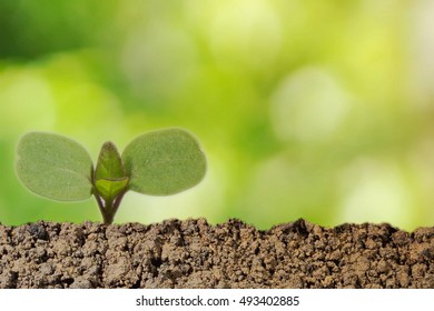 Sapling Stock Photo 493402885 | Shutterstock