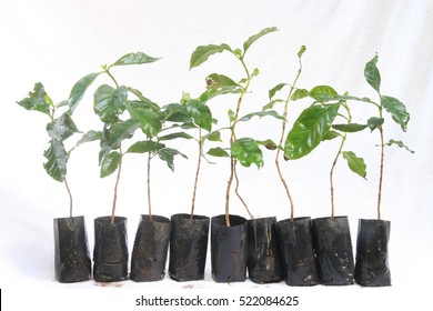1,758 Coffee sapling Images, Stock Photos & Vectors | Shutterstock