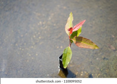 299 Eucalyptus sapling Images, Stock Photos & Vectors | Shutterstock