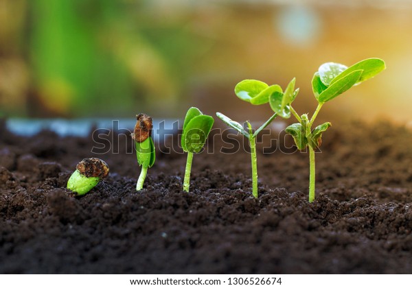 Sapling Growing Ground Stock Photo (Edit Now) 1306526674