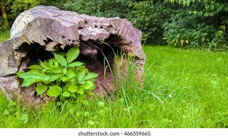 91 Redwood sapling Images, Stock Photos & Vectors | Shutterstock