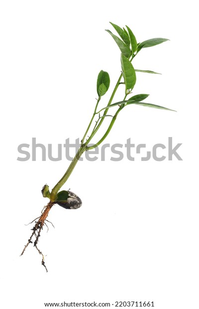Sapling Grows Seed Root Jackfruit Isolated Stock Photo 2203711661 ...