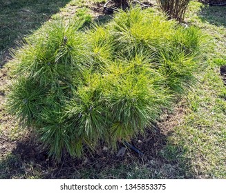 Sapling Pine Tree Long Needles Stock Photo 1345853375 | Shutterstock