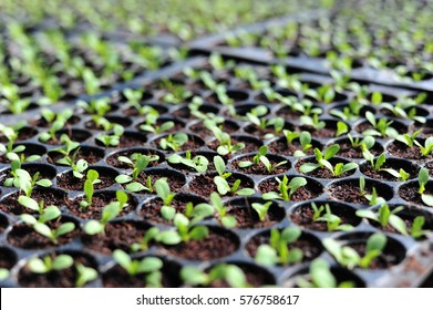 Sapling Pot Stock Photo 576758617 | Shutterstock