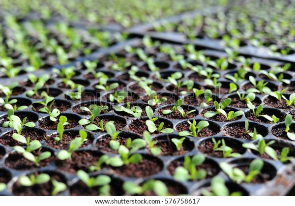 Sapling Pot Stock Photo (Edit Now) 576758617