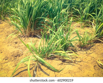 Sapling Sugar Cane Stock Photo (Edit Now) 602900219