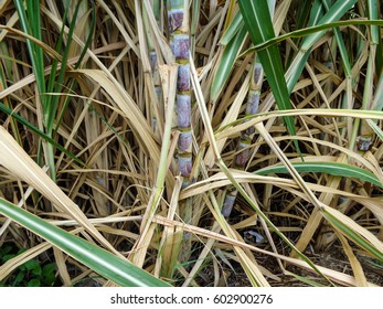 Sapling Sugar Cane Stock Photo 602900276 | Shutterstock