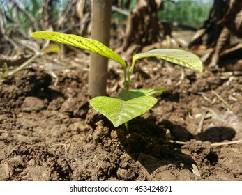 Sapling Tree Stock Photo 453424891 | Shutterstock