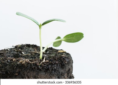 Sapling Tree On White Background Stock Photo 336936335 | Shutterstock