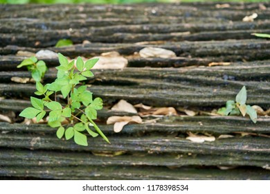 Sapling Tring Tree Grows On Timber Stock Photo 1178398534 | Shutterstock