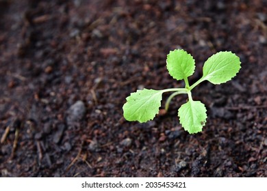 990 Cabbage sapling Images, Stock Photos & Vectors | Shutterstock