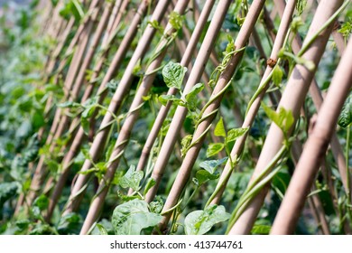 22 Sweet peas sapling Images, Stock Photos & Vectors | Shutterstock