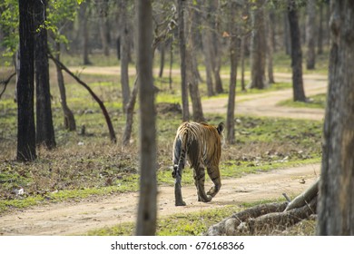Save Tiger Stock Photo 676168366 | Shutterstock