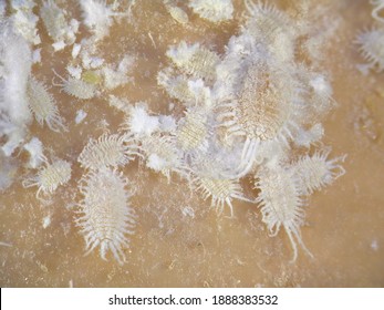 Scale Insect Citriculus Mealybug Pseudococcus Cryptus Stock Photo (Edit ...