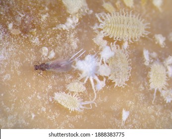 Scale Insect Citriculus Mealybug Pseudococcus Cryptus Stock Photo ...