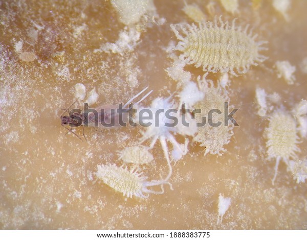 Scale Insect Citriculus Mealybug Pseudococcus Cryptus Stock Photo 1888383775 | Shutterstock