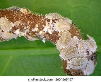Planococcus citri Images, Stock Photos & Vectors | Shutterstock