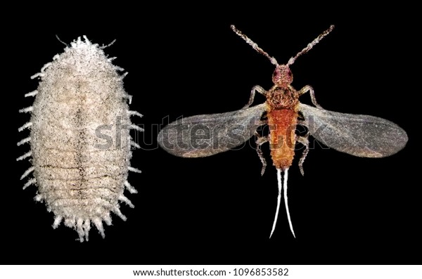 Scale Insect Citrus Mealybug Planococcus Citri Stock Photo 1096853582 ...