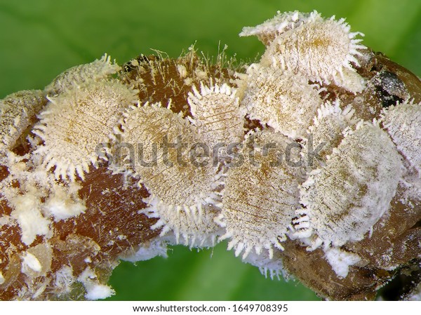 Scale Insect Citrus Mealybug Planococcus Citri Stock Photo (Edit Now ...