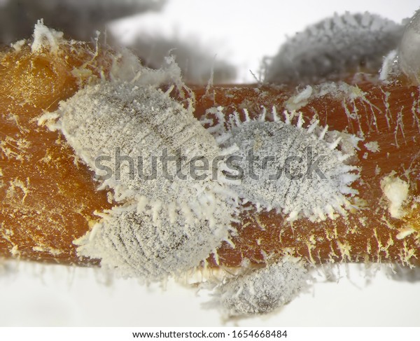 Scale Insect Citrus Mealybug Planococcus Citri Stock Photo 1654668484 ...