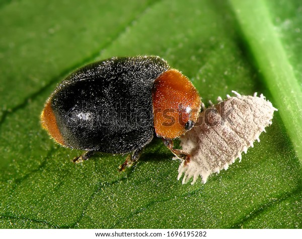 Scale Insect Citrus Mealybug Planococcus Citri Stock Photo (Edit Now ...