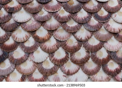 34,967 Scallop Shell Pattern Images, Stock Photos & Vectors | Shutterstock