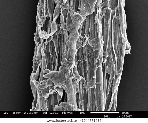 Scanning Electron Microscope Sem Water Hyacinth Stock Photo (Edit Now ...