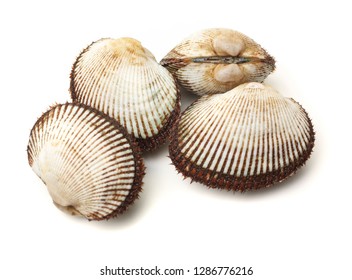 Scapharca Subcrenata On White Background Stock Photo 1286776216 ...