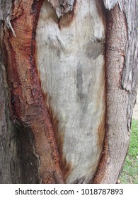 6,411 Tree scar Images, Stock Photos & Vectors | Shutterstock