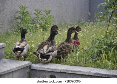 Stock Photo and Image Portfolio by Shkate | Shutterstock