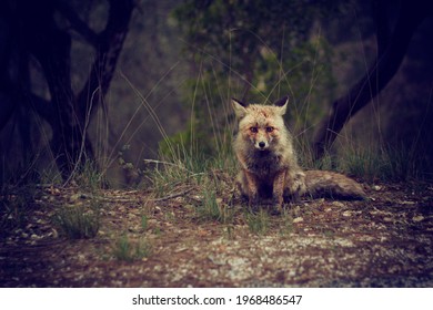 637 Scared fox Gambar, Foto Stok & Vektor | Shutterstock