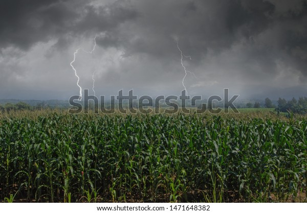 Scared Lightning Far Away Corn Farm Stock Photo 1471648382 | Shutterstock