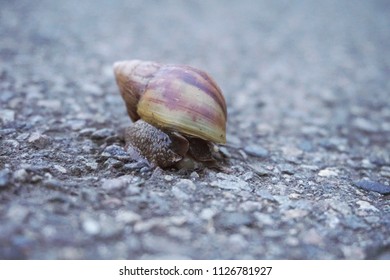 191 Scared Snail Images, Stock Photos & Vectors | Shutterstock