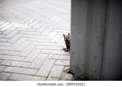 932 Sad squirrel Images, Stock Photos & Vectors | Shutterstock