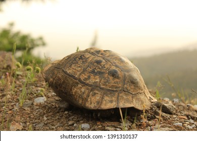 554 Scared turtle Images, Stock Photos & Vectors | Shutterstock