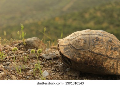 554 Scared turtle Images, Stock Photos & Vectors | Shutterstock