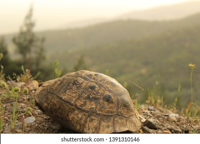 554 Scared turtle Images, Stock Photos & Vectors | Shutterstock