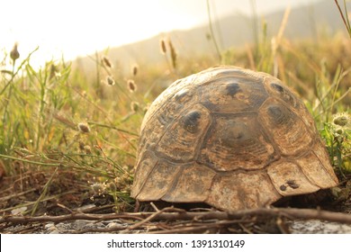 Scared Turtle Hiding Shell Stock Photo 1391310149 | Shutterstock