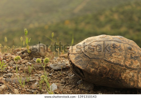 Scared Turtle Hiding Shell Stock Photo 1391310143 | Shutterstock